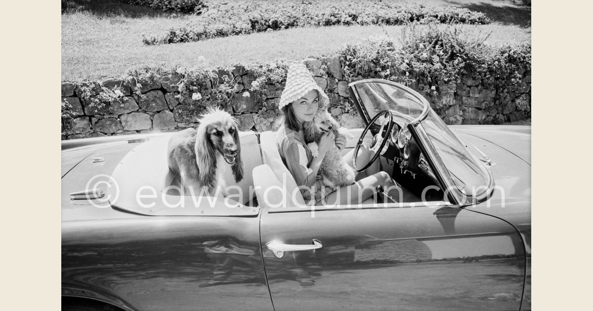 Some unexpected passengers, a Miniature Poodle and an Afghan Hound in ...